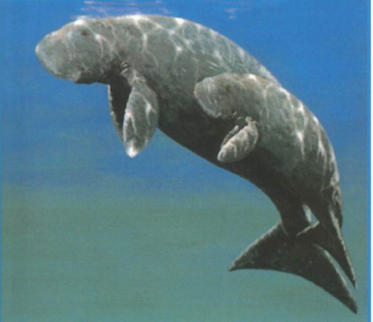 The Disappearing Dugong – The Maritime Review