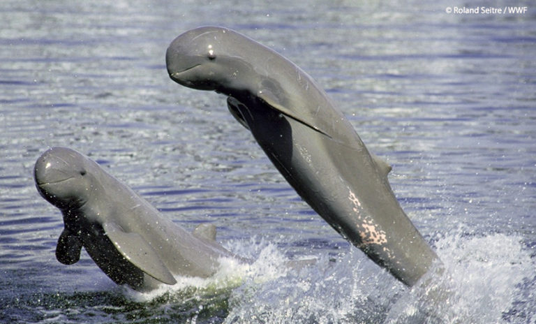 Irrawaddy Dolphins in the Philippines – The Maritime Review