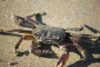Talangka Crabs in the Philippines – The Maritime Review