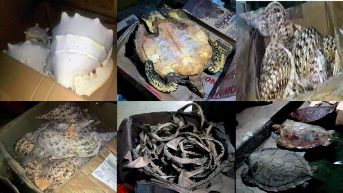BFAR 7 Issues Stern Warning to Illegal Collectors of Banned Clams ...