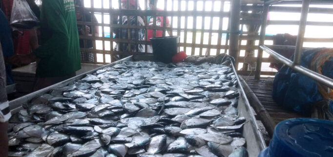 Lambaklad Project in Mindoro Improves Fish Catch – The Maritime Review