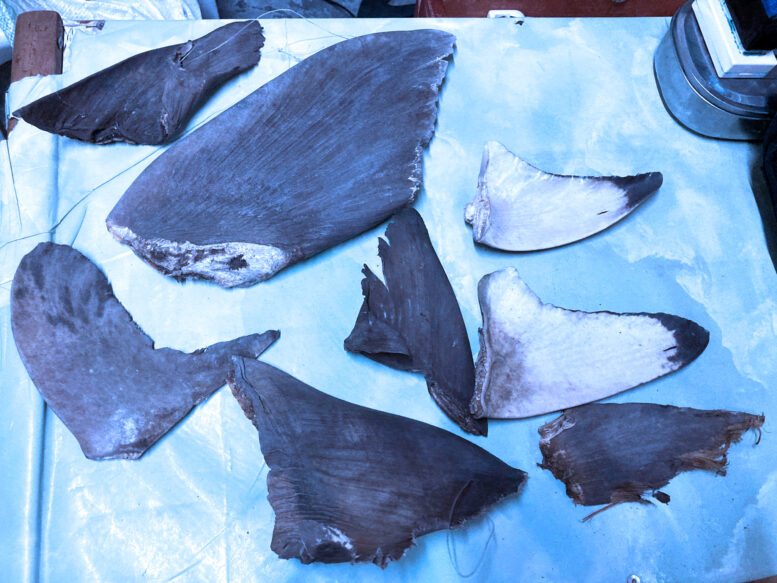 Box of Assorted Shark’s Fin Intercepted by BFAR-8 and PCG – The ...